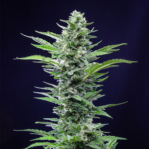 Compre sementes de canábis Royal Critical Auto - Royal Queen Seeds