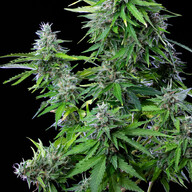 Adquira sementes de canábis Royal Cookies Auto 🍪 - Royal Queen Seeds