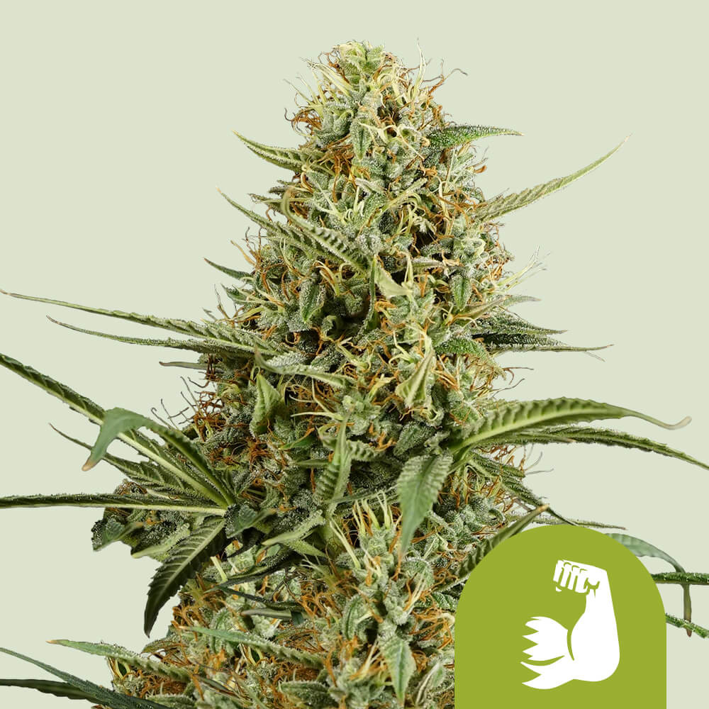 Compre sementes de canábis HulkBerry Auto - Royal Queen Seeds