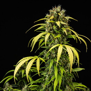 Adquira sementes de canábis Cherry Pie Auto - Royal Queen Seeds