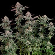Compre sementes de canábis feminizada Pink Runtz - Royal Queen Seeds
