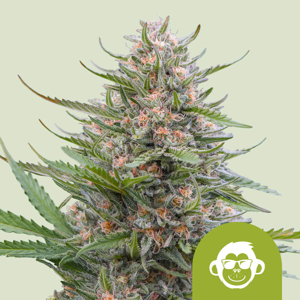 Adquira sementes de canábis Grape Ape Auto - Royal Queen Seeds