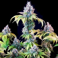 Compre sementes de canábis feminizada Dynamite Diesel - Royal Queen Seeds