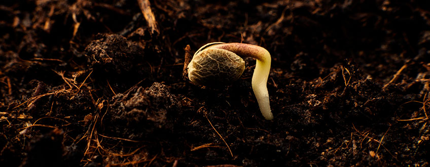 O Guia Completo Para Germinar Sementes de Cannabis - Royal Queen Seeds