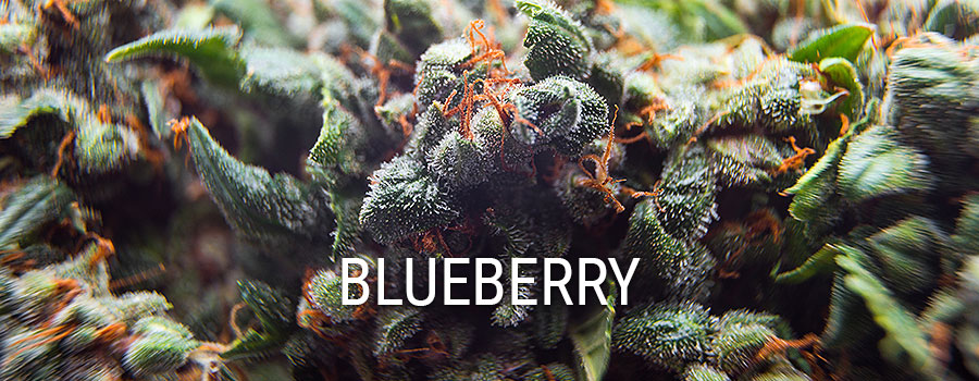 Blueberry - A Origem Do Bud Mais Doce - Royal Queen Seeds