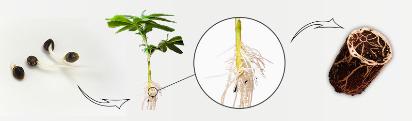 A Anatomia da Planta de Cannabis - Royal Queen Seeds